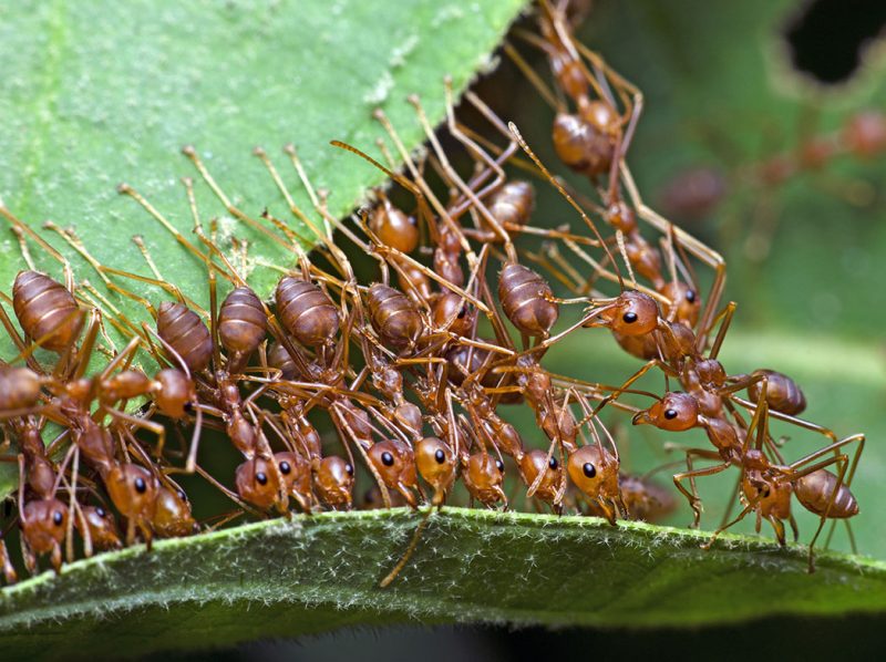 About The Weaver Ant | EntoBlog