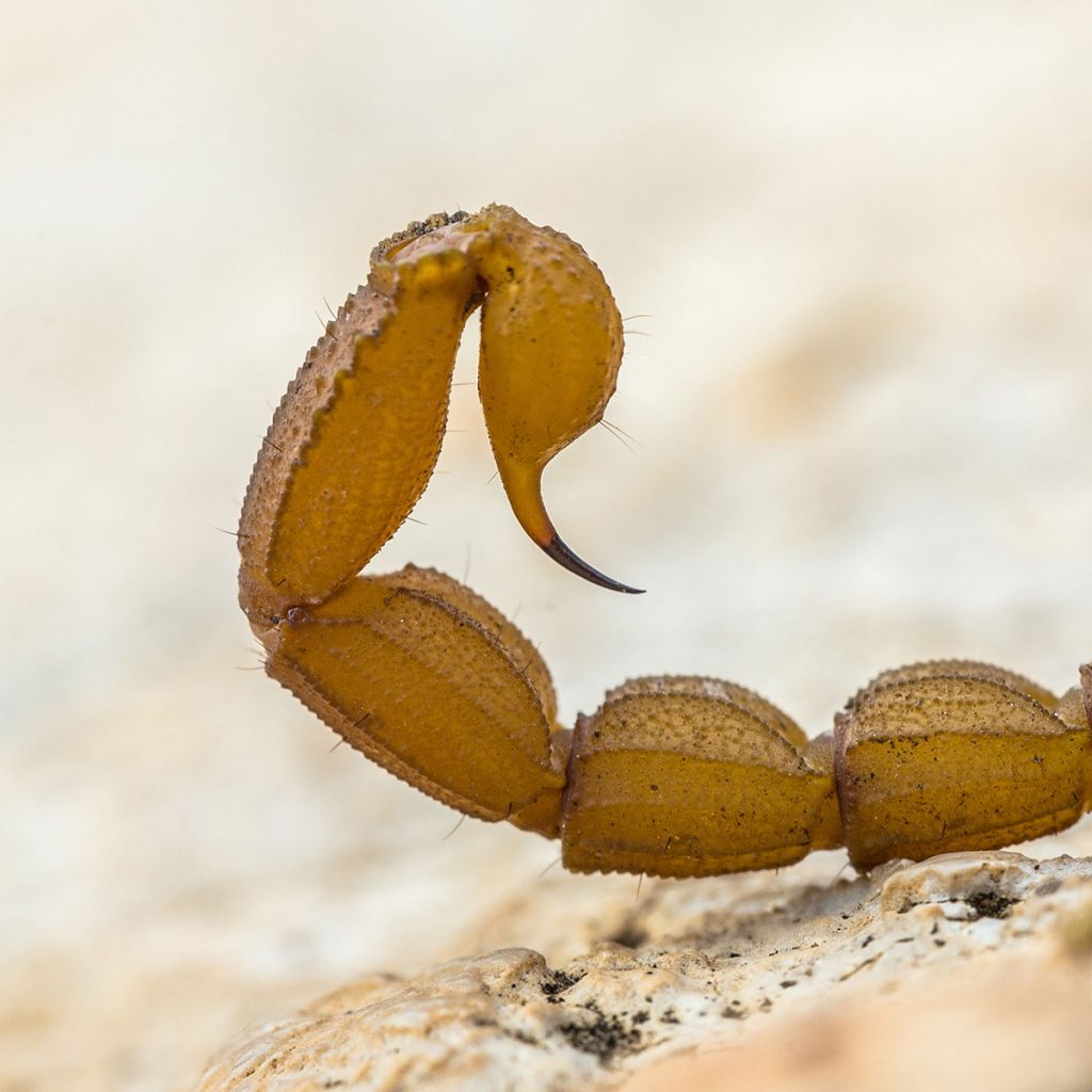 About the Manchurian Scorpion | EntoBlog